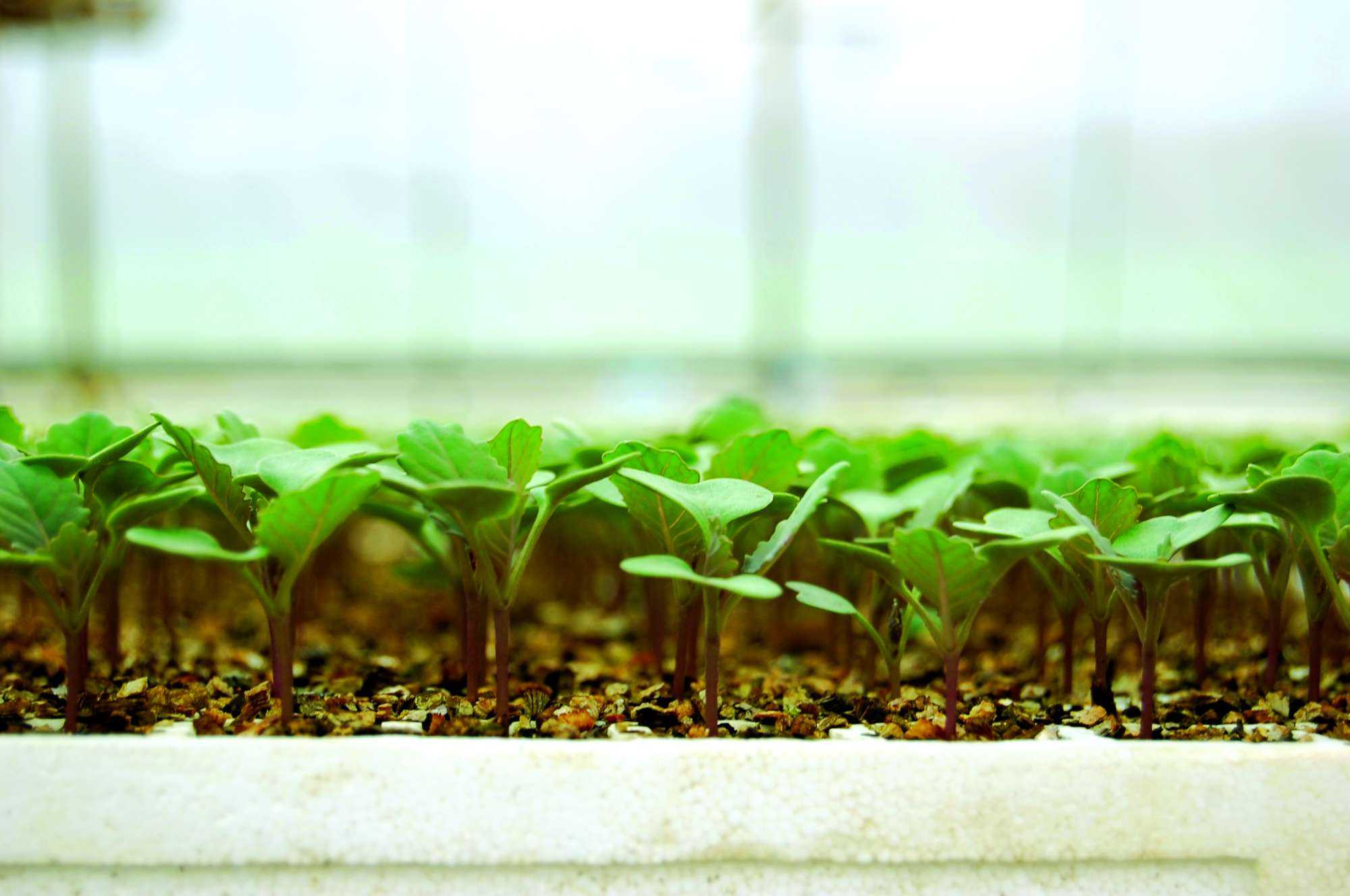 10 Consejos para tus trasplantes | Hortalizas