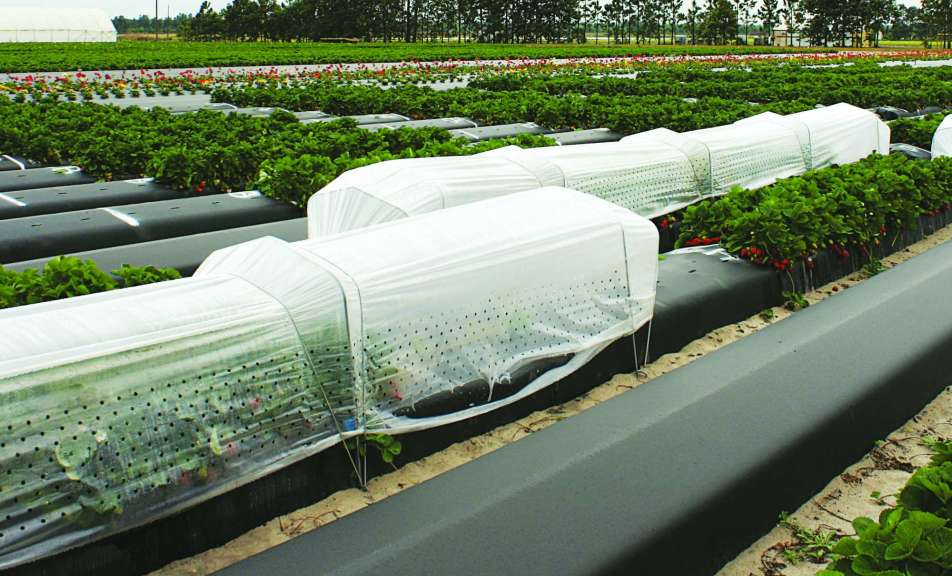 MIcrotuneles | Hortalizas