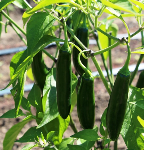 Buenas prácticas agrícolas (BPA) para el cultivo de chile | Hortalizas