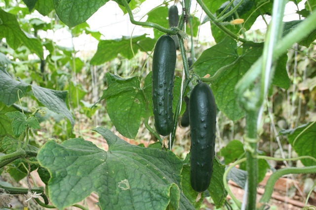 Control de Pythium en pepinos de invernadero - Hortalizas