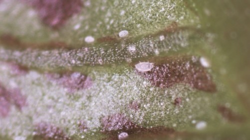 acaros archivos - Hortalizas