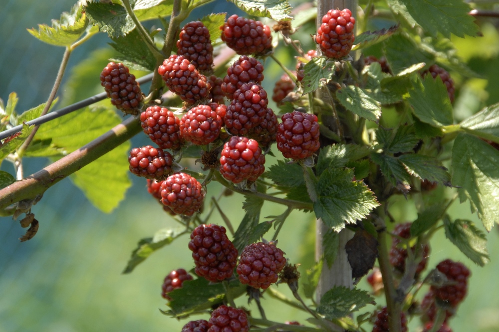 Comportamiento del cultivo de frambuesa con fitohormonas | Hortalizas Comportamiento del cultivo de frambuesa con fitohormonas | Hortalizas