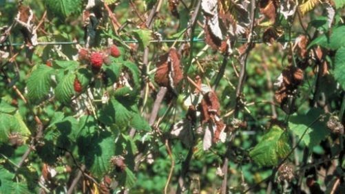 manejo de enfermedades archivos - Hortalizas