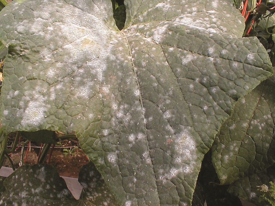 la ahuyama: 4 enfermedades que afectan la familia cucurbitácea